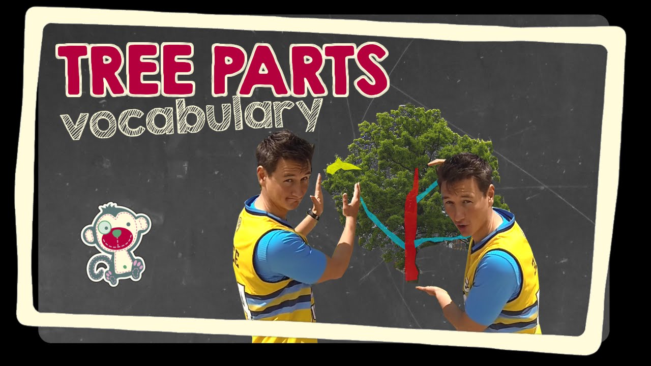 Tree parts - English vocabulary - YouTube