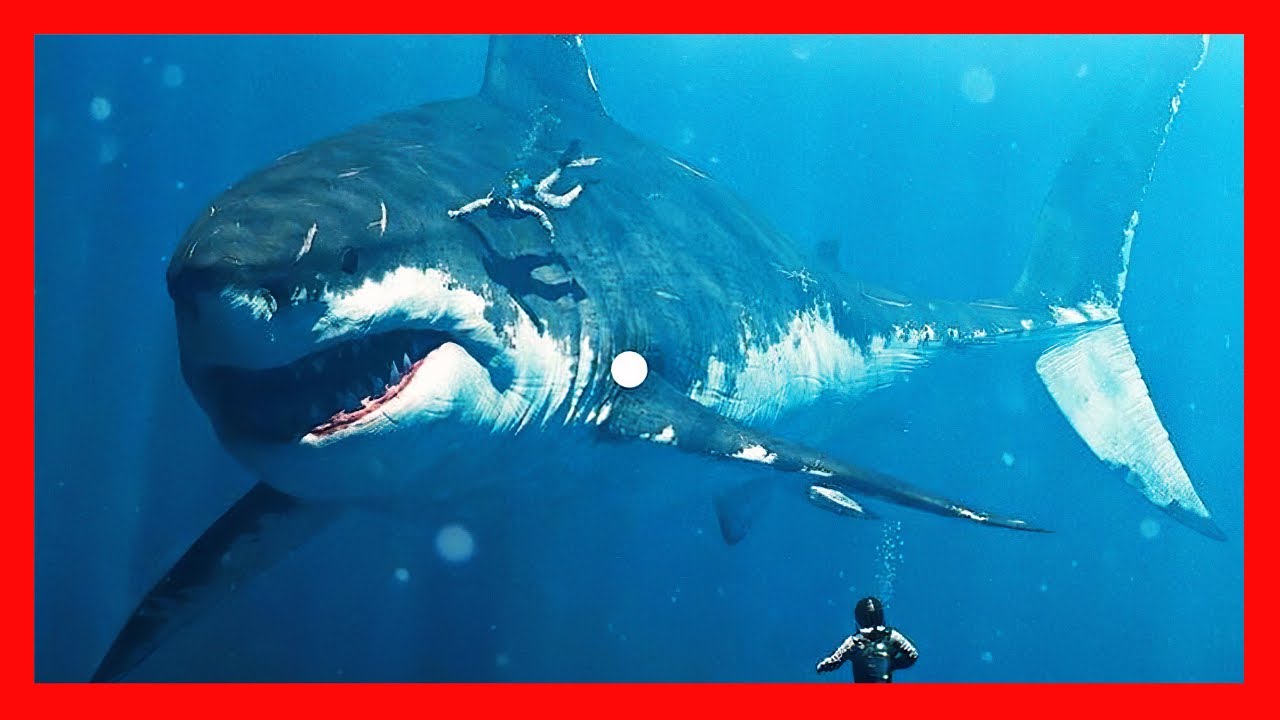 The Most Fearsome Enemy of the Megalodon - YouTube
