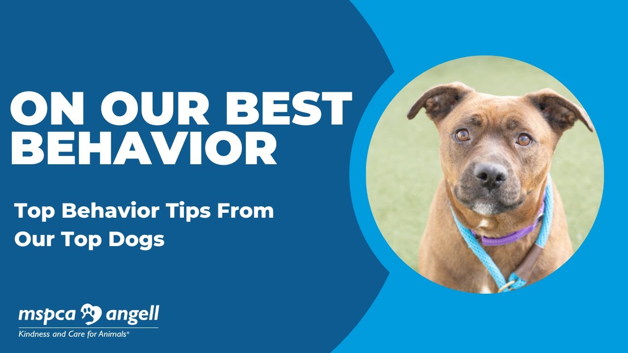 On Our BEST Behavior: Top Behavior Tips From Our Top Dogs - YouTube