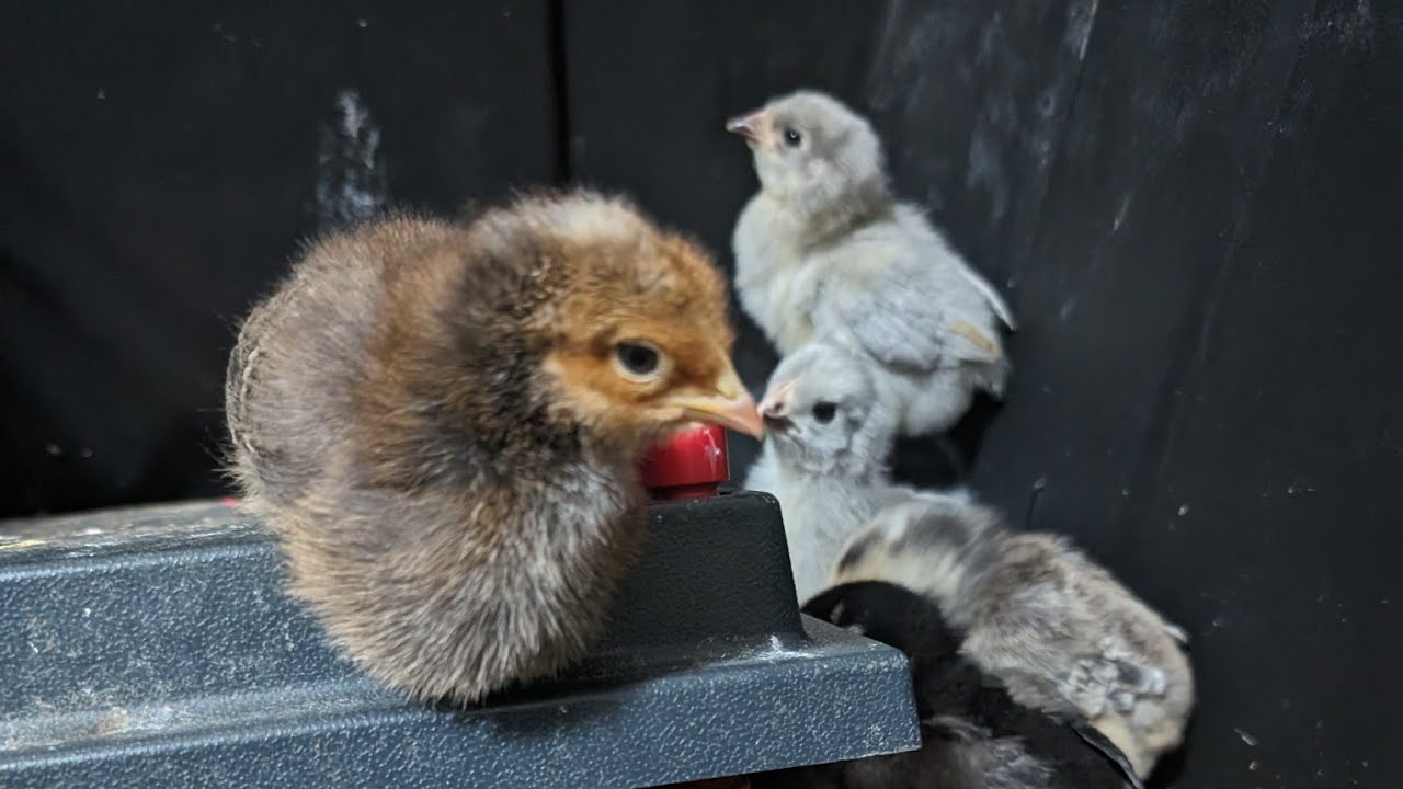 Six Day Old Baby Chickens Eating A Fried Egg Live a stream #cute - YouTube