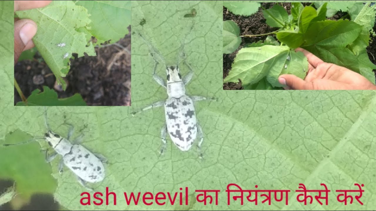 कपास में ऐश वीविल का नियंत्रण कैसे करें!Ash weevil in cotton crop ...