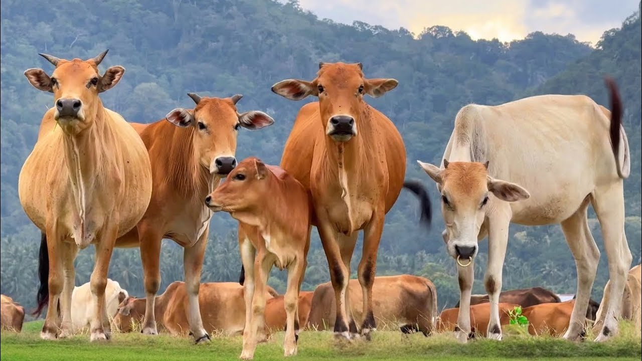 Cow Animals Life in Green Grass Fields - video of Cows and Cow Sounds ...