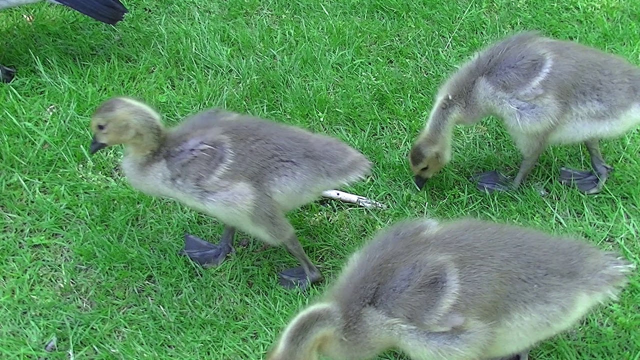 Baby Geese Parade - YouTube