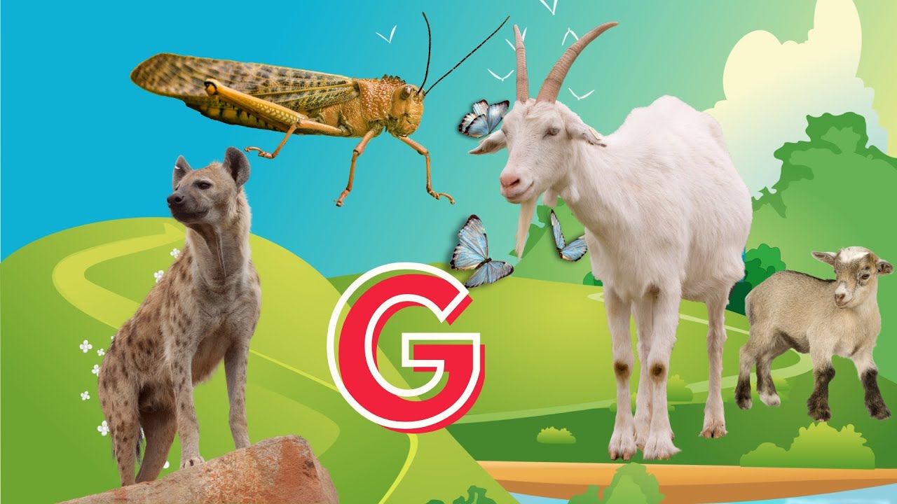Letters Dance With Animals Goats, Hyenas And Insects While Playing ...