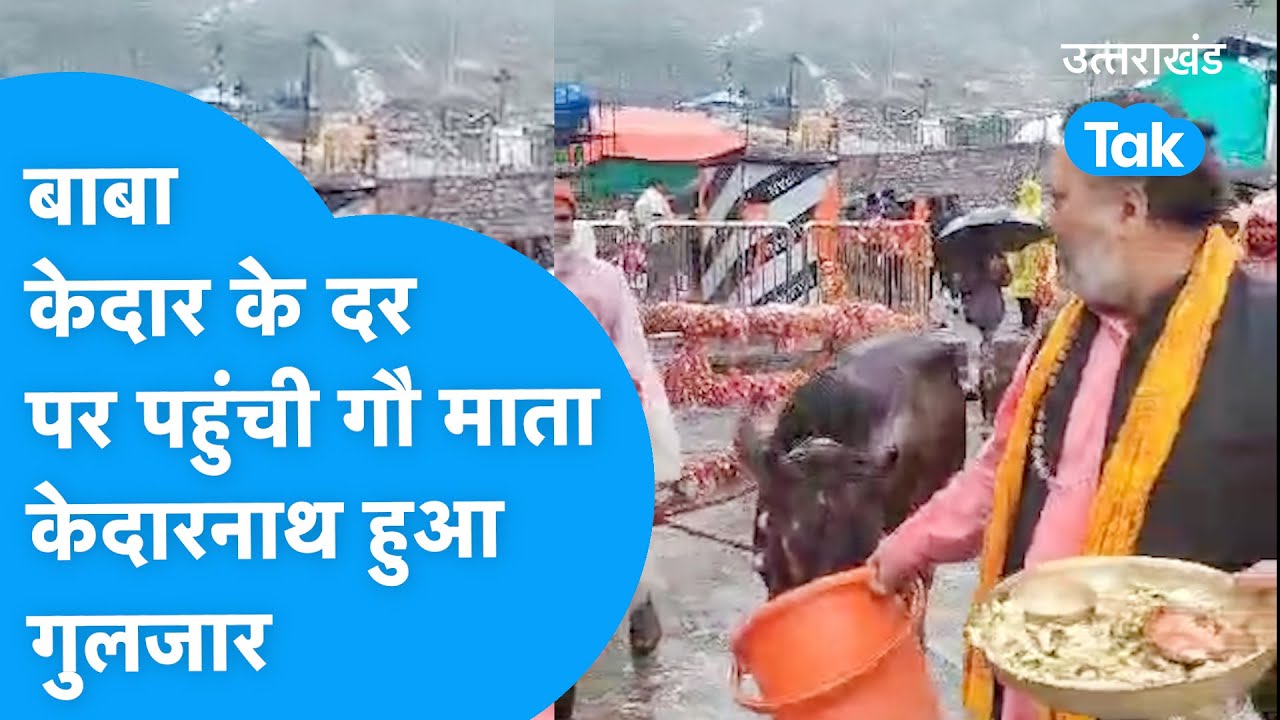 Kedarnath: बाबा केदार के दर पर पहुंची गौ माता केदारनाथ धाम हुआ गुलजार ...