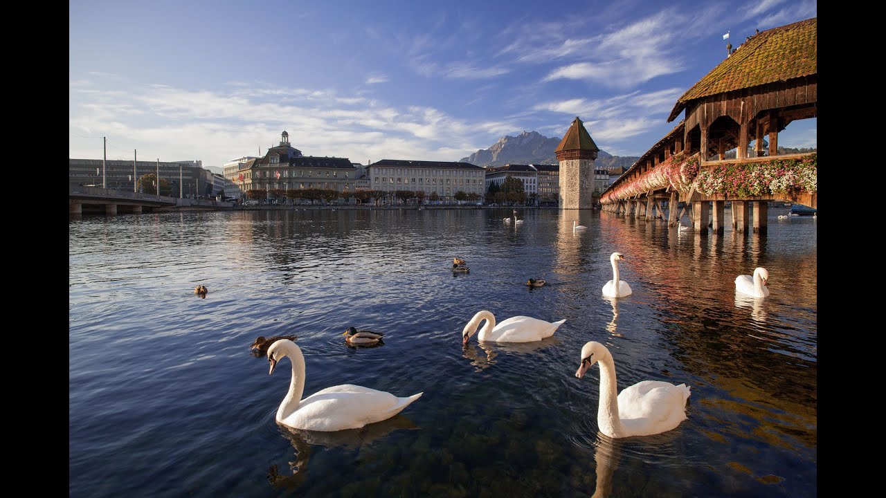 Beautiful Birds in Lake Lucerne, Switzerland - YouTube