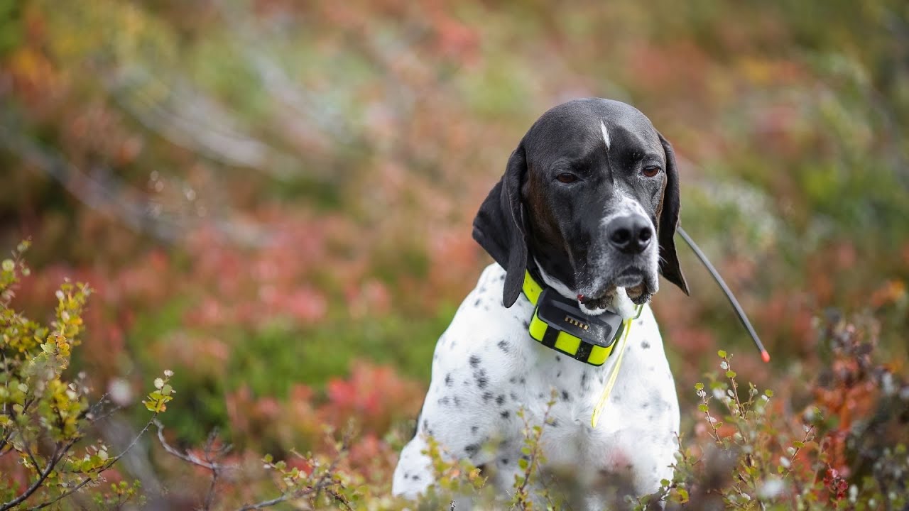 Navigating the World of Pointers Strategies for Overcoming Behavior ...