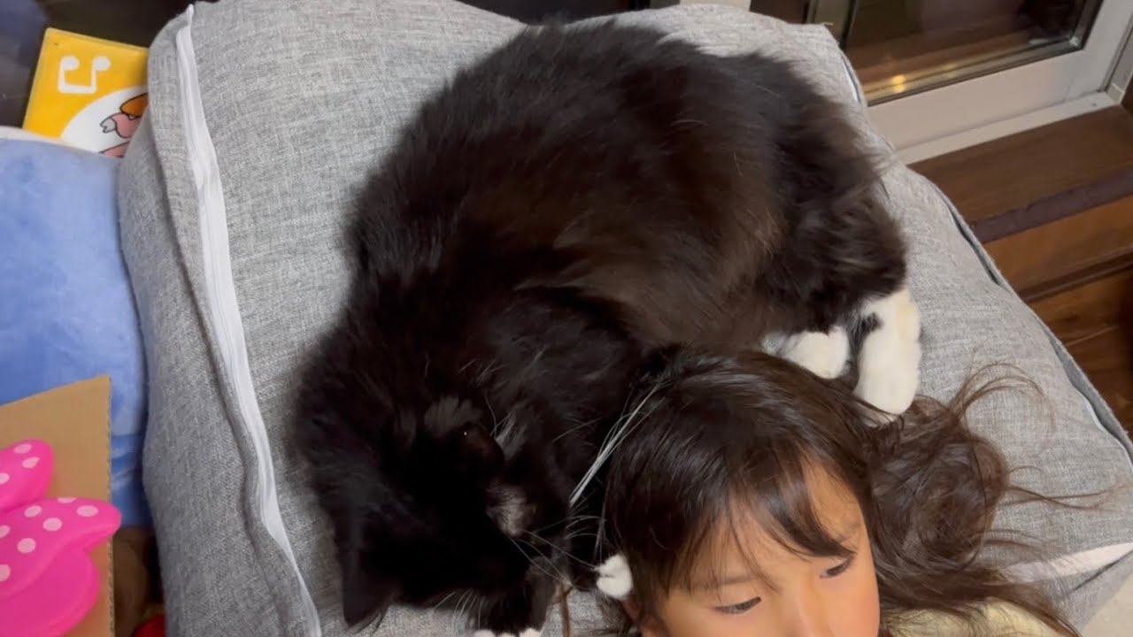 娘の頭に絡みつく猫 ラガマフィン Cat wrapped around daughter's head - YouTube