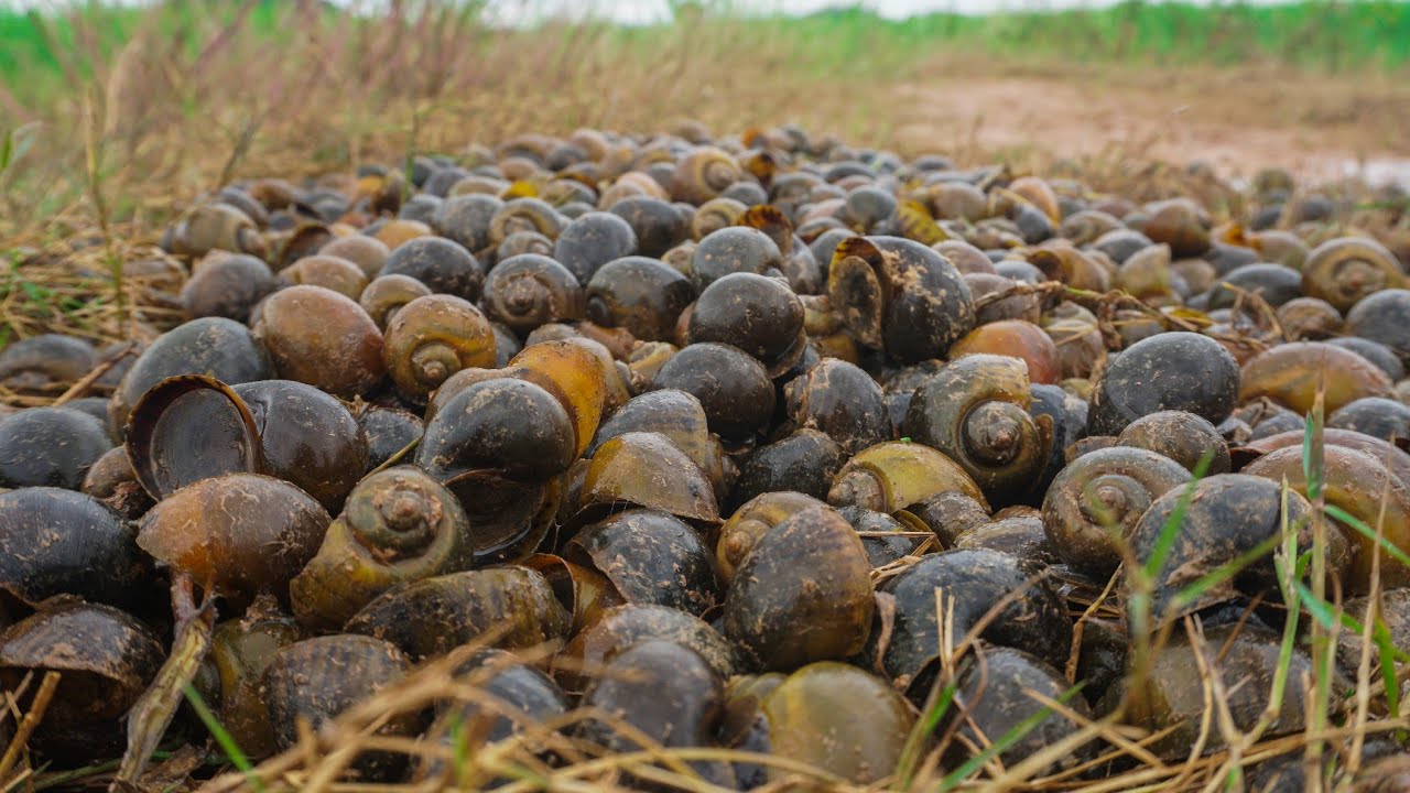 Unbelievable Catching - Many snails catching by a fisherman at the rice ...