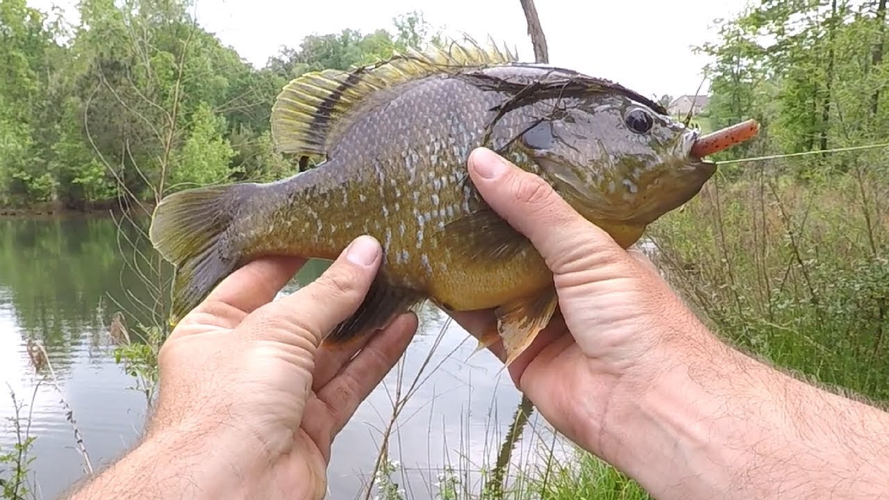 FINDING GIANT SUNFISH IN NEW POND - YouTube