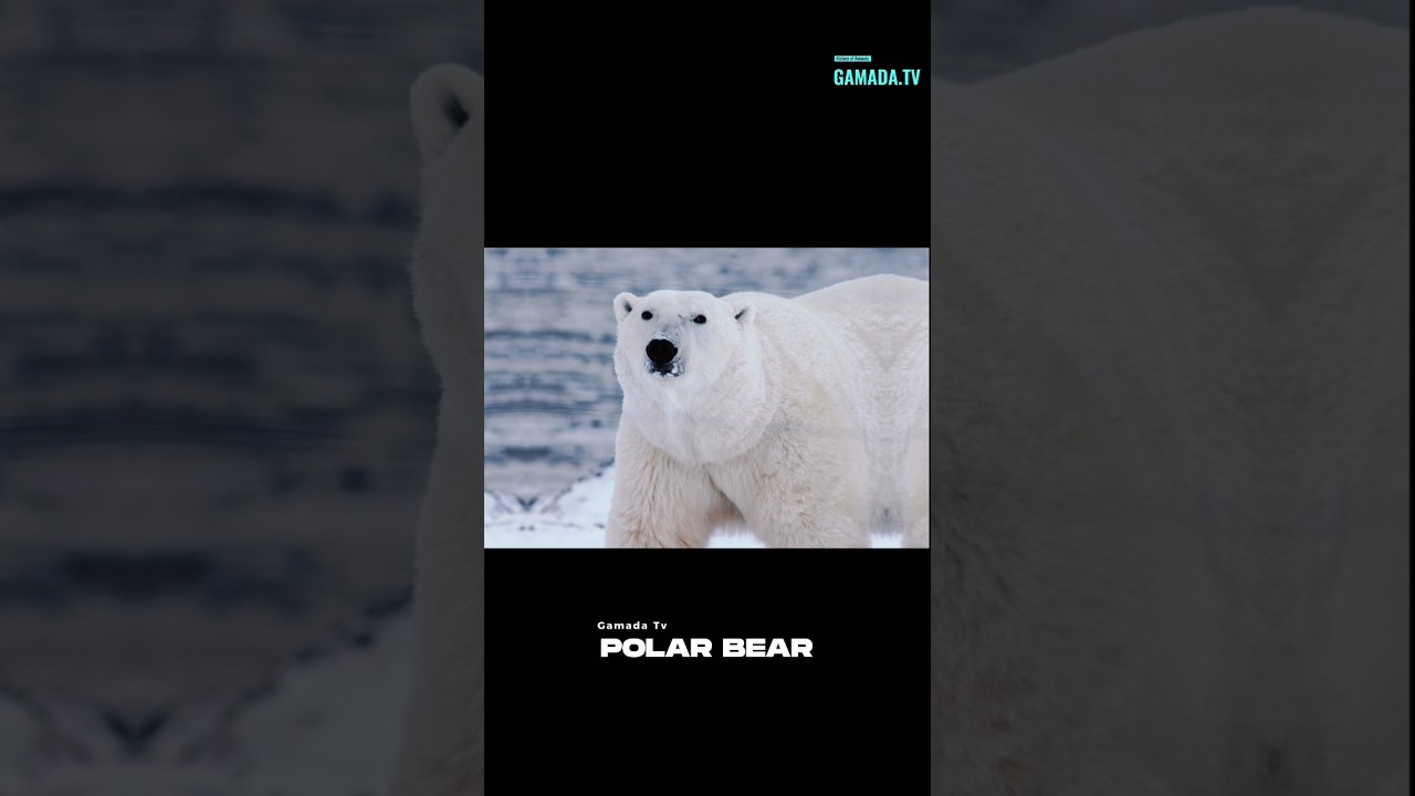 From Ancient Ancestors to Arctic Giants: The Fascinating Story of Polar ...
