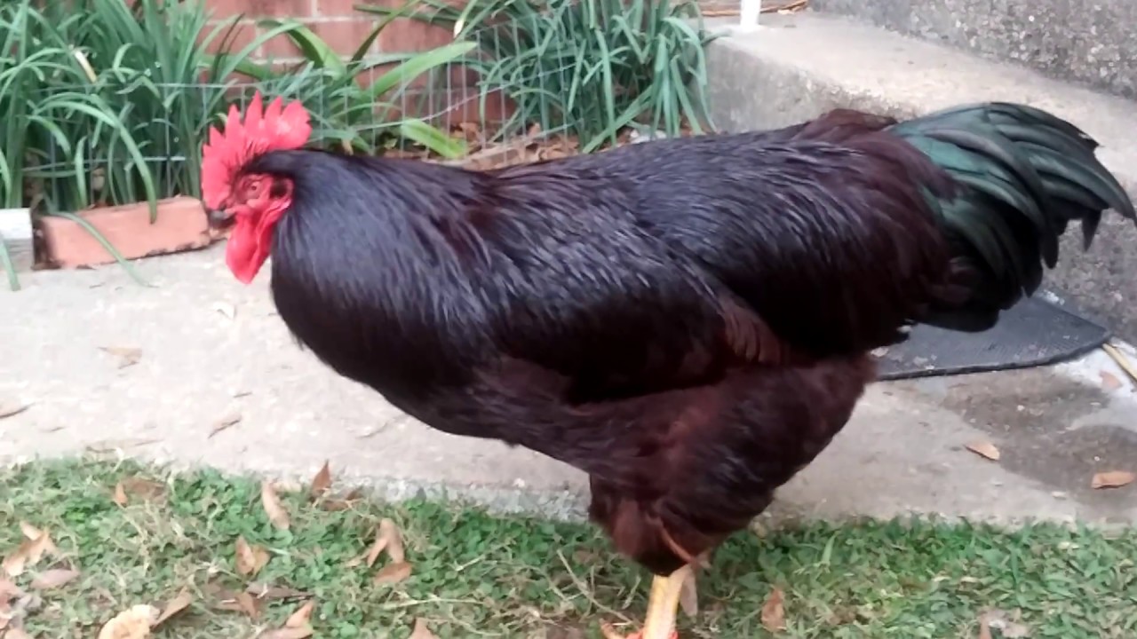 Rhode Island Red cockerel - YouTube