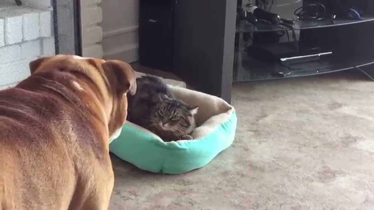 Bulldog and Cat - YouTube