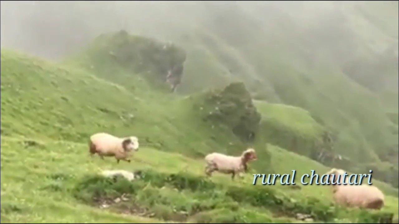Himalayan ram rumble for mating - huge ram battle - blue sheep rumble ...