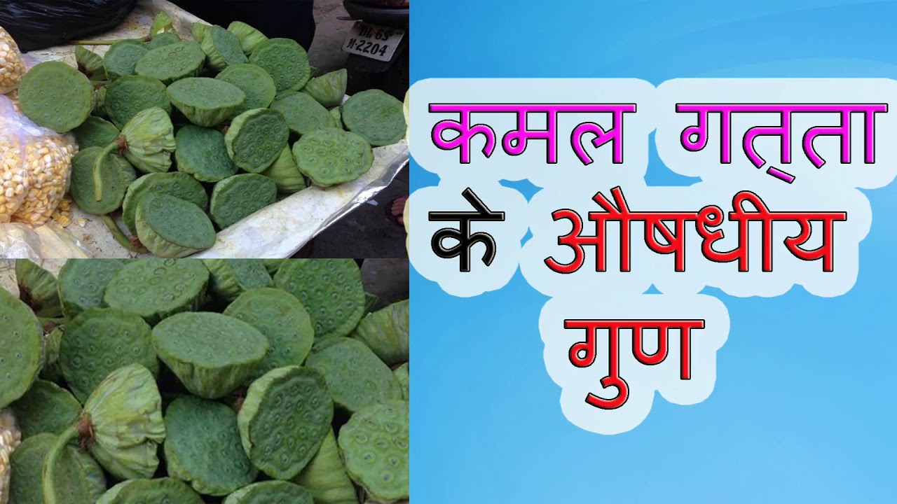 कमल गत्ता के औषधीय गुण/kamal gatta khane ke fayde/kamal gatta kya hota ...