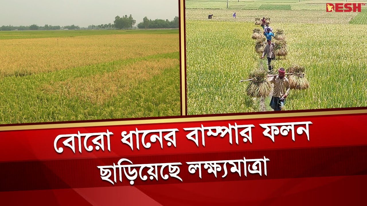 বোরো ধানের বাম্পার ফলনে কৃষকের মুখে আনন্দের হাসি | Boro Dhan | Boro ...