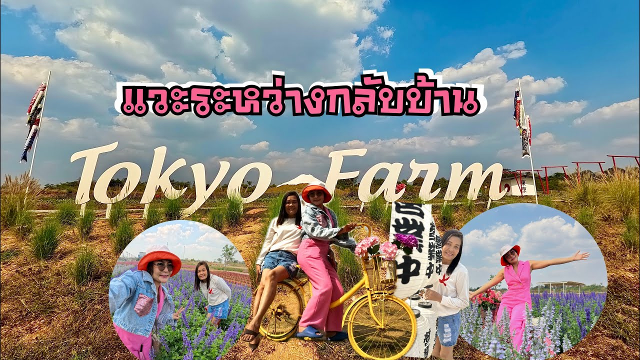 พาคุณน้าแวะขมสวนดอกไม้สไตล์ญี่ปุ่นที่Tokyo farm ( โตเกียวฟาร์ม ) #จุด ...