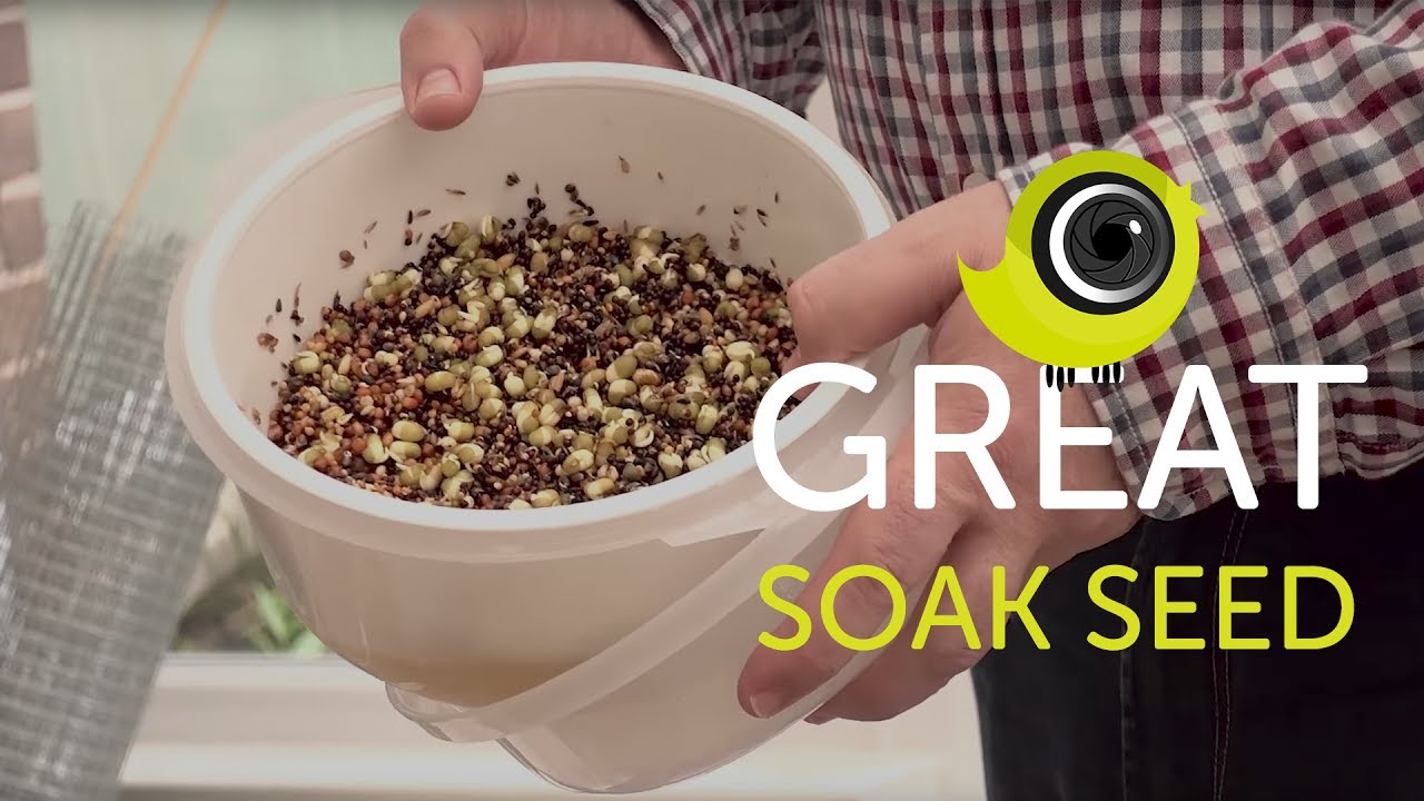 How to make great soak seed for birds | The Canary Room Top Tips - YouTube