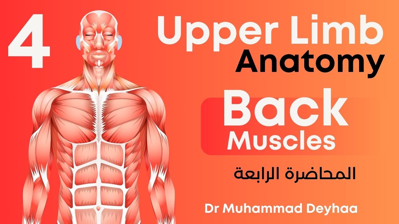 Upper limb Anatomy | lec 4 | Back Muscles | د محمد ضياء - YouTube