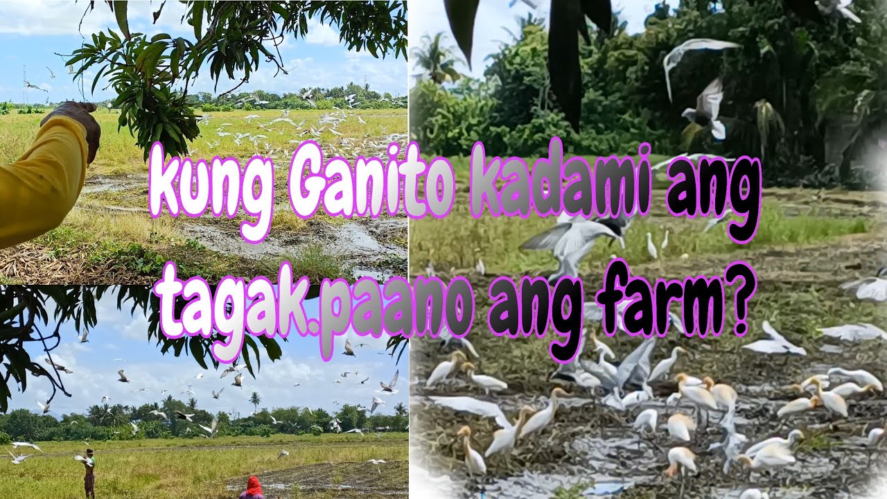 Ibong tagak subrang kapal.nakakatuwang tingnan. - YouTube