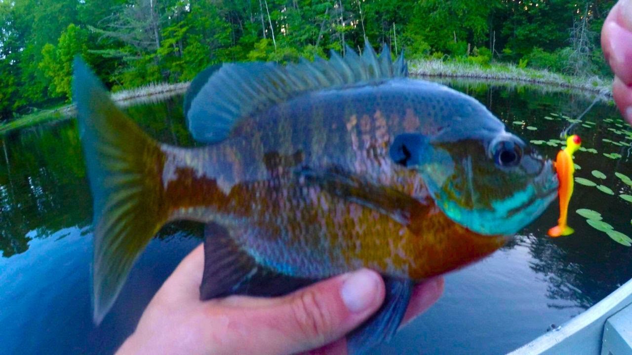 Bluegill Lures- BIG Bluegill Cannot Resist This Lure… (They Bite ...