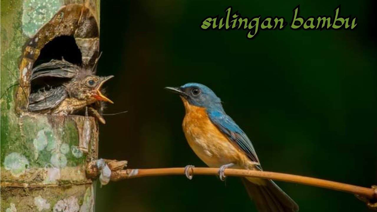 SARANG SIKATAN CACING (tledekan gunung) jatimulyo - YouTube