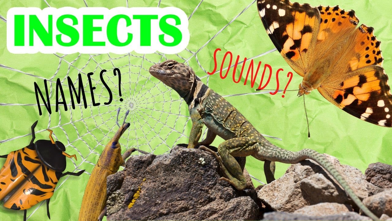 Learn Name and Sounds of Insects for Children | Teach Insects in ...
