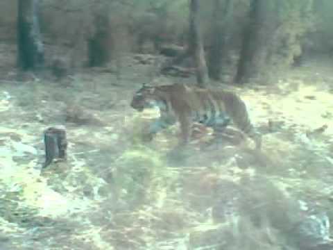 warud city boiz visiting Tadoba Forest.... - YouTube