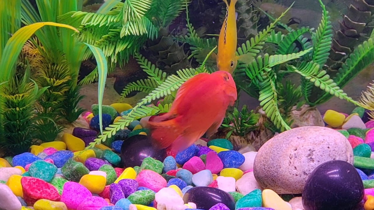 Parrot fish fighting - YouTube