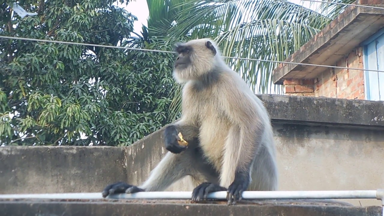 Monkey eating Potato - YouTube