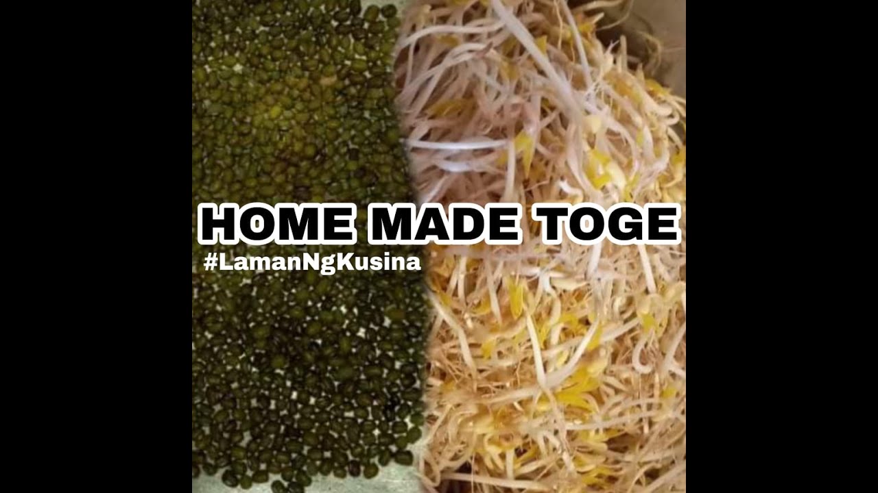How to grow a monggo sprout(Toge) - YouTube