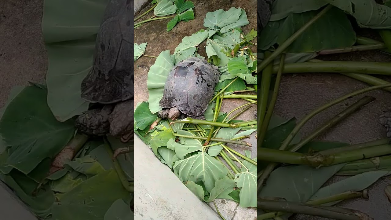 Asian brown mountain tortoise..hybrid - YouTube