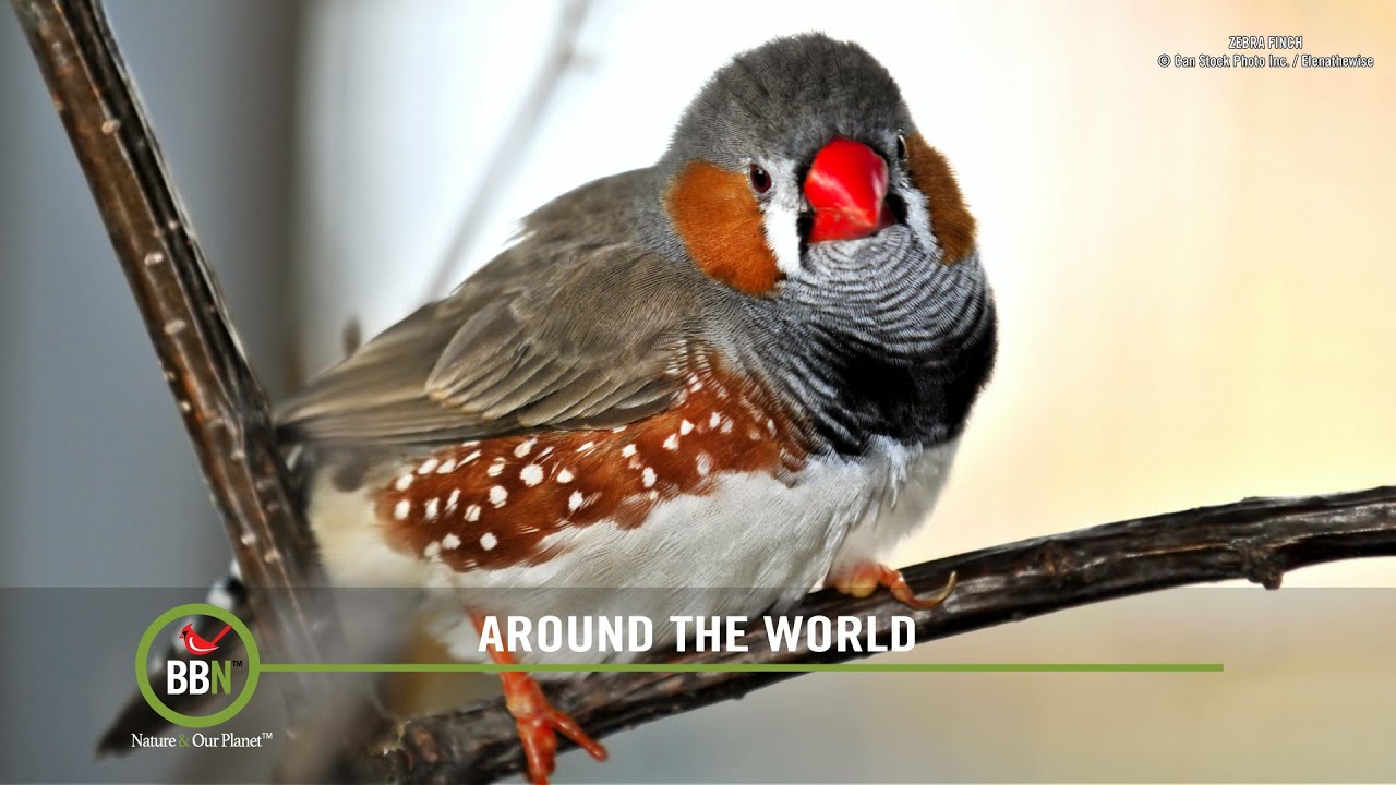 BBN 129 Purple Martin Nesting Boxes - YouTube