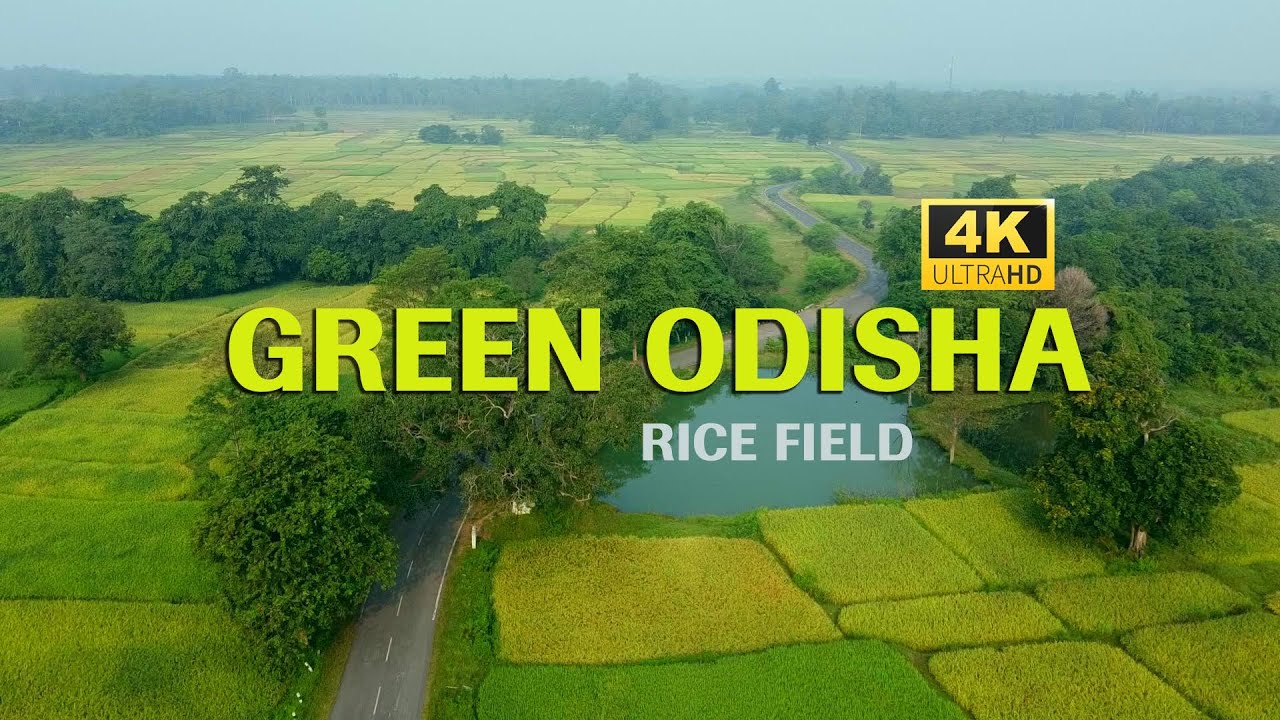 RICE FIELD||CINEMATIC FOOTAGE||2021||KENDUJHAR||ODISHA||DJI DRONE 4K ...