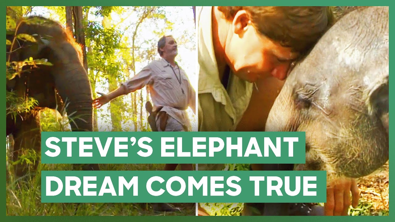 Steve Irwin's Elephant Rescue Dream FINALLY Becomes Reality | Crikey ...