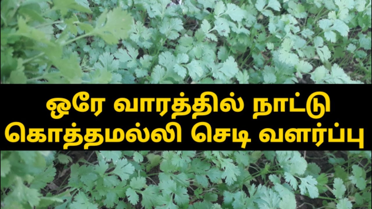 கொத்த மல்லி செடி வளர்ப்பது எப்படி| coriender leaves growing at home in ...