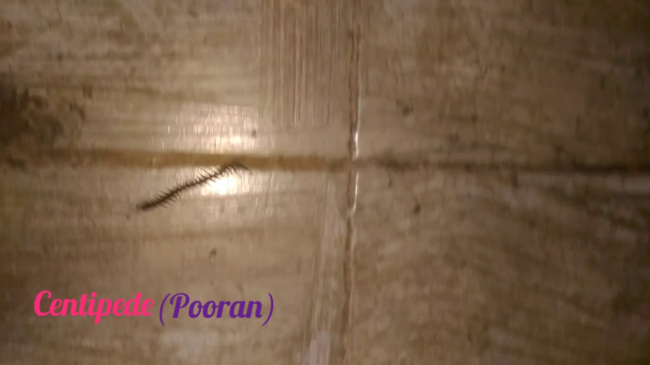 "Centipedes" in tamil pooran .🐛🐛🐛 - YouTube