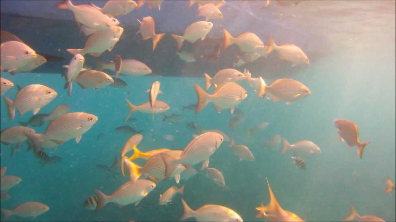 Scuba Diving in Key Largo at French Reef - YouTube