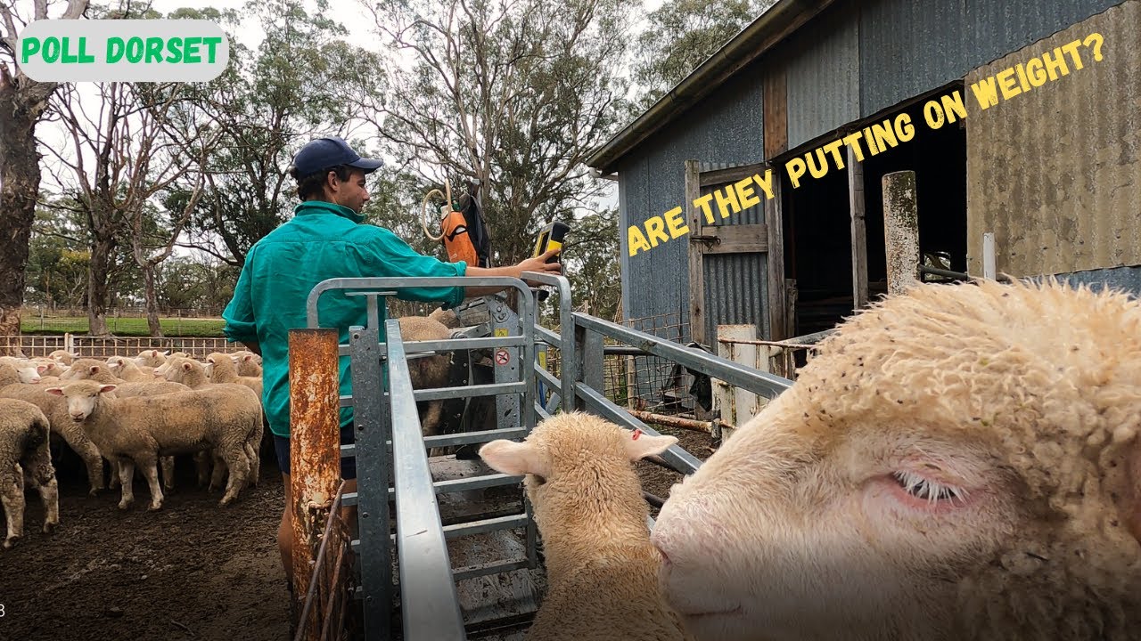 PULLING RAMS | TruTest XR5000 | Australian Sheep Farming - YouTube