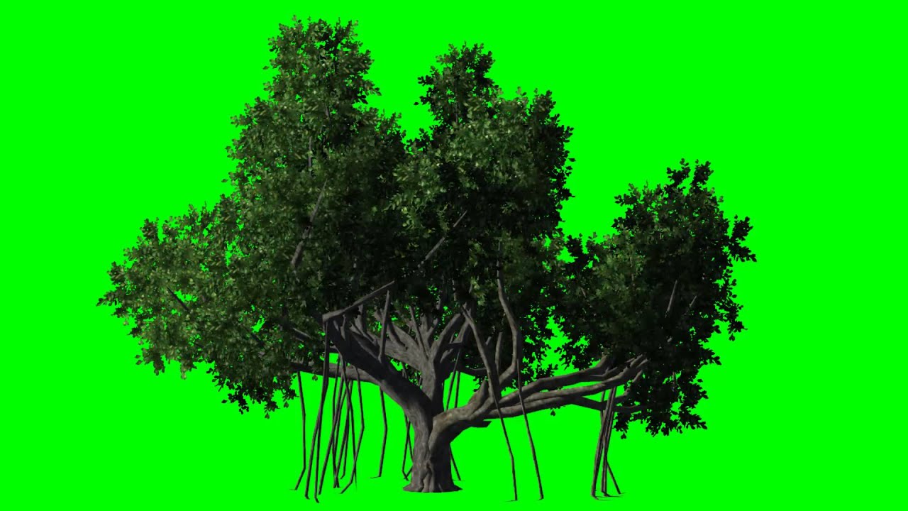 tree 3 (Bengali cowardly) moved by wind - green screen effect - YouTube