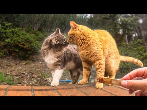 Adorable Cats Kissing Each Other! (They Are So Cute!!!)