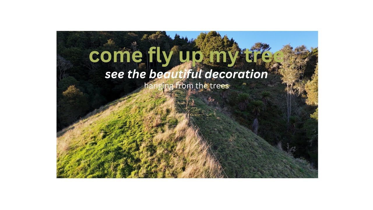 How to fly up trees and see the beautiful Lichen patterns with Tui ...