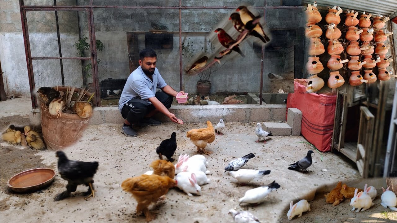 My Mini Zoo Setup 🦜| Mini Zoo House - YouTube