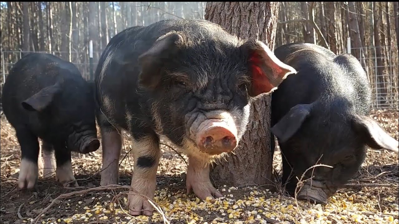 #berkshire 🐗 #black #beauty #piggy 💥ARE MY🐷 #piglets OVERFED💥 #pig # ...