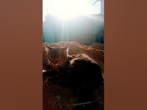 Пампа - YouTube
