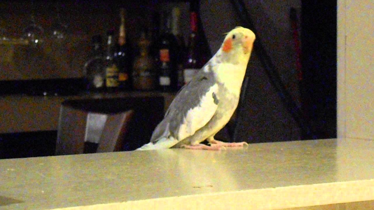 ΚΟΚΑΤΙΛ ΤΡΑΓΟΥΔΑΕΙ( ΟΙΚΟΓΕΝΕΙΑ ΑΝΤΑΜΣ) - YouTube