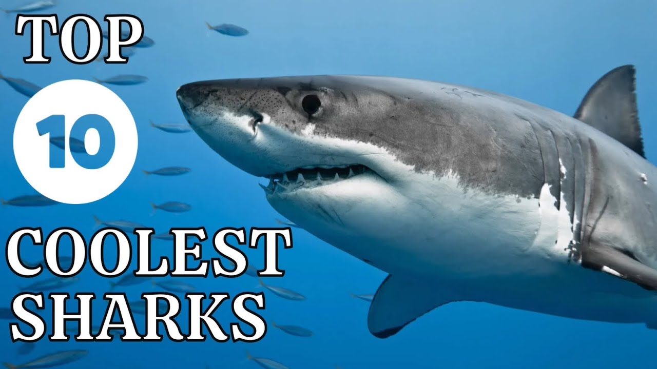 🦈Top 10 Sharks video for kids - YouTube