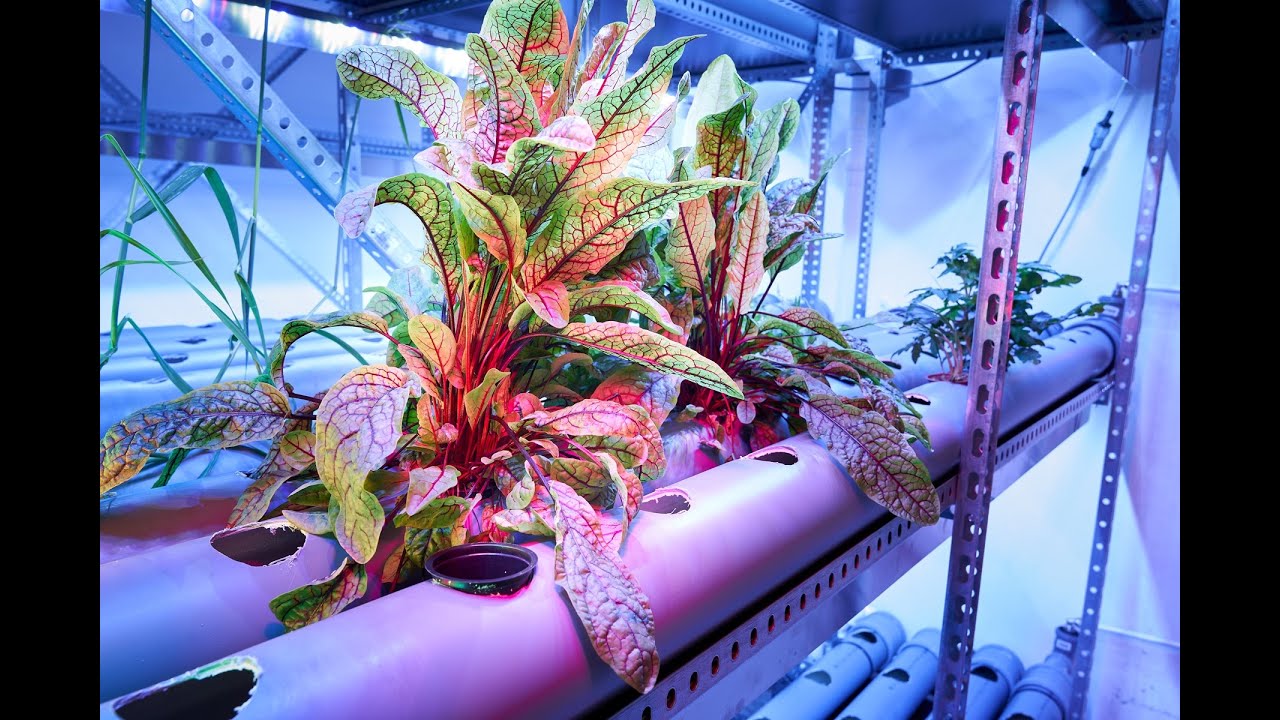 Eesti Maaülikooli ja LIFE SIP AdaptEst projekt - YouTube