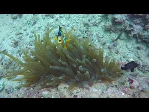 Debba Rock & 3 Rocks Fujeirah