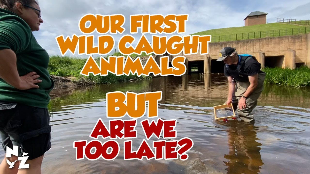 Our first wild-caught animals | Are we too late? - YouTube